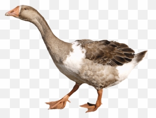 Download Aflac Duck Png - Aflac Duck Transparent,Duck Png - free ...