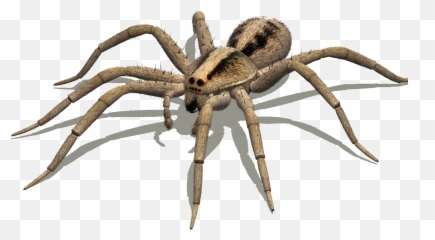 Jumping Spider Transparent Background - Jumping Spider Png,Spider ...