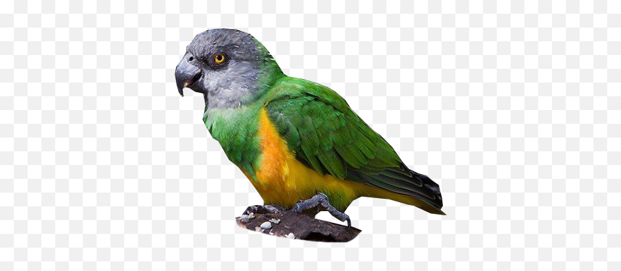 Download Hd Senegal Parrot - Niam Niam Parrot Transparent Senegal ...
